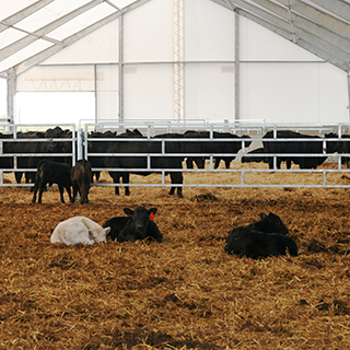 Fabric Livestock Barns & Cattle Building Solutions