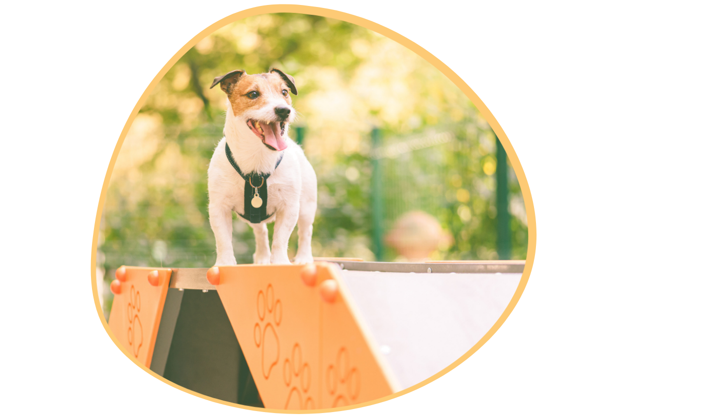 Kennel And Boarding Software