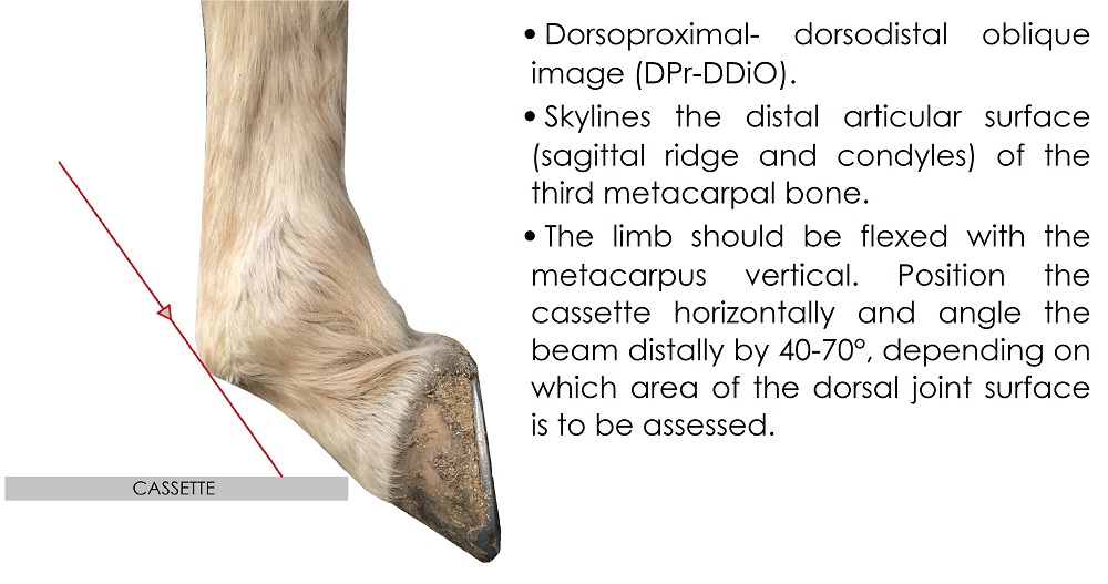 Metacarpophalangeal Joint Horse